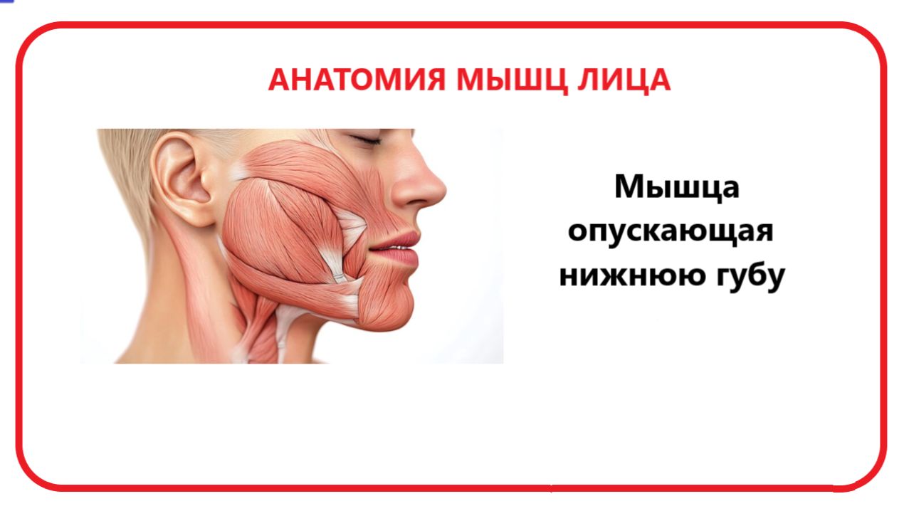 Опускабщая нижнюю губу