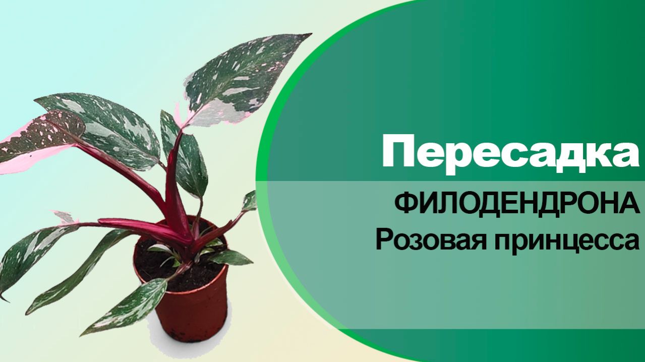 Пересадка. Пересаживаю деток филодендрона Розовая принцесса