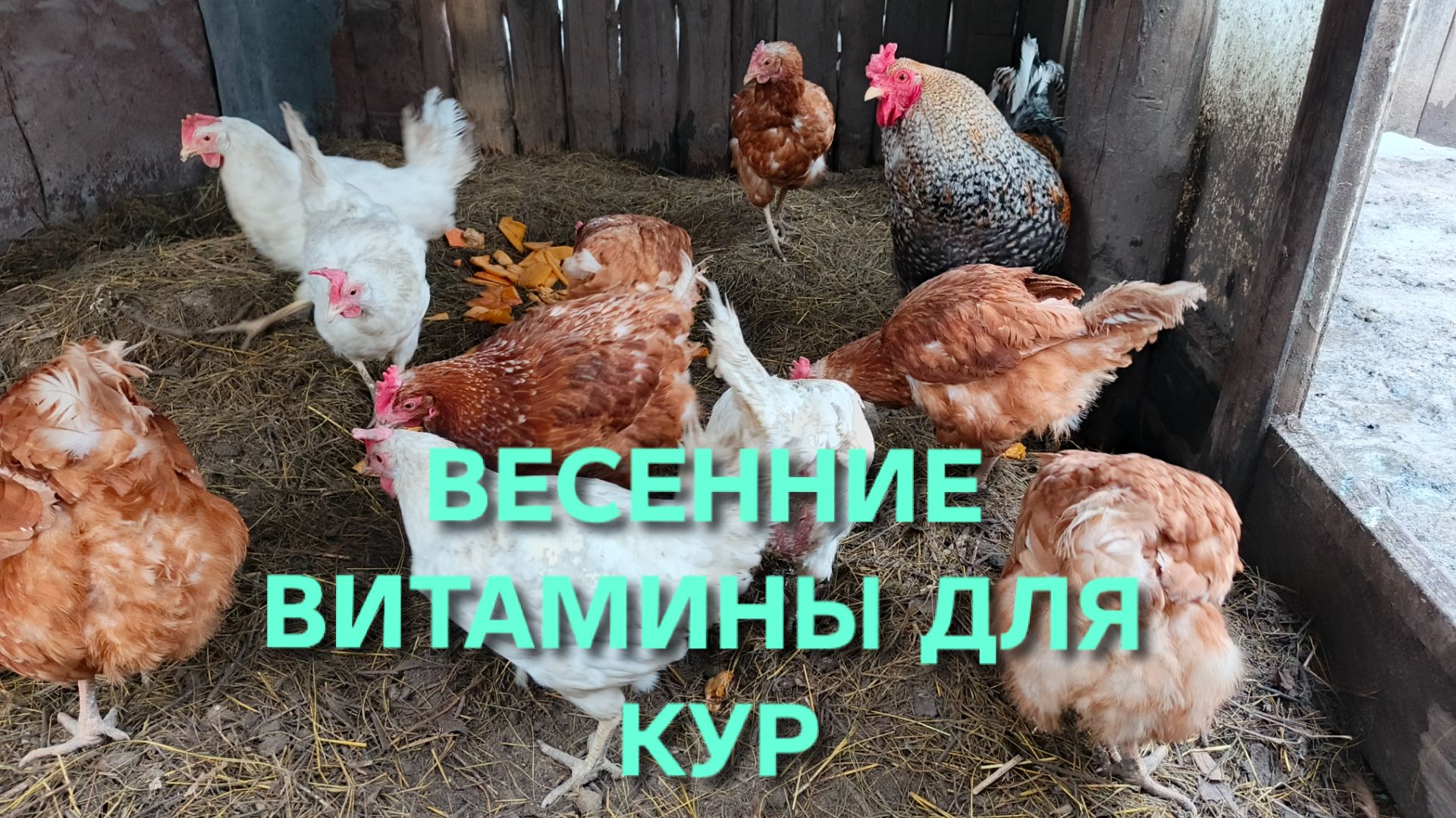 Жизнь в деревне Нужны ли весной витамины курам-несушкам