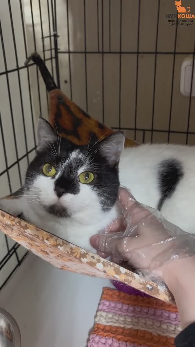 Иветти ждёт вас в приюте #Муркоша