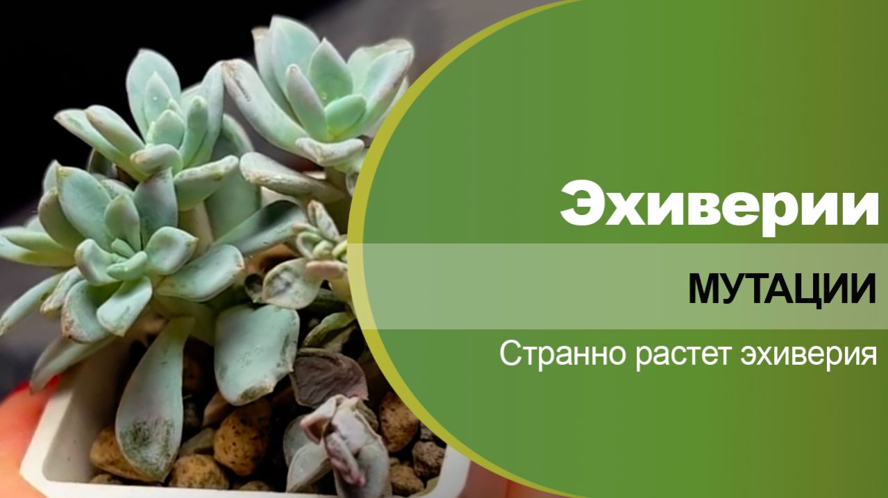 Эхеверия. Химера?