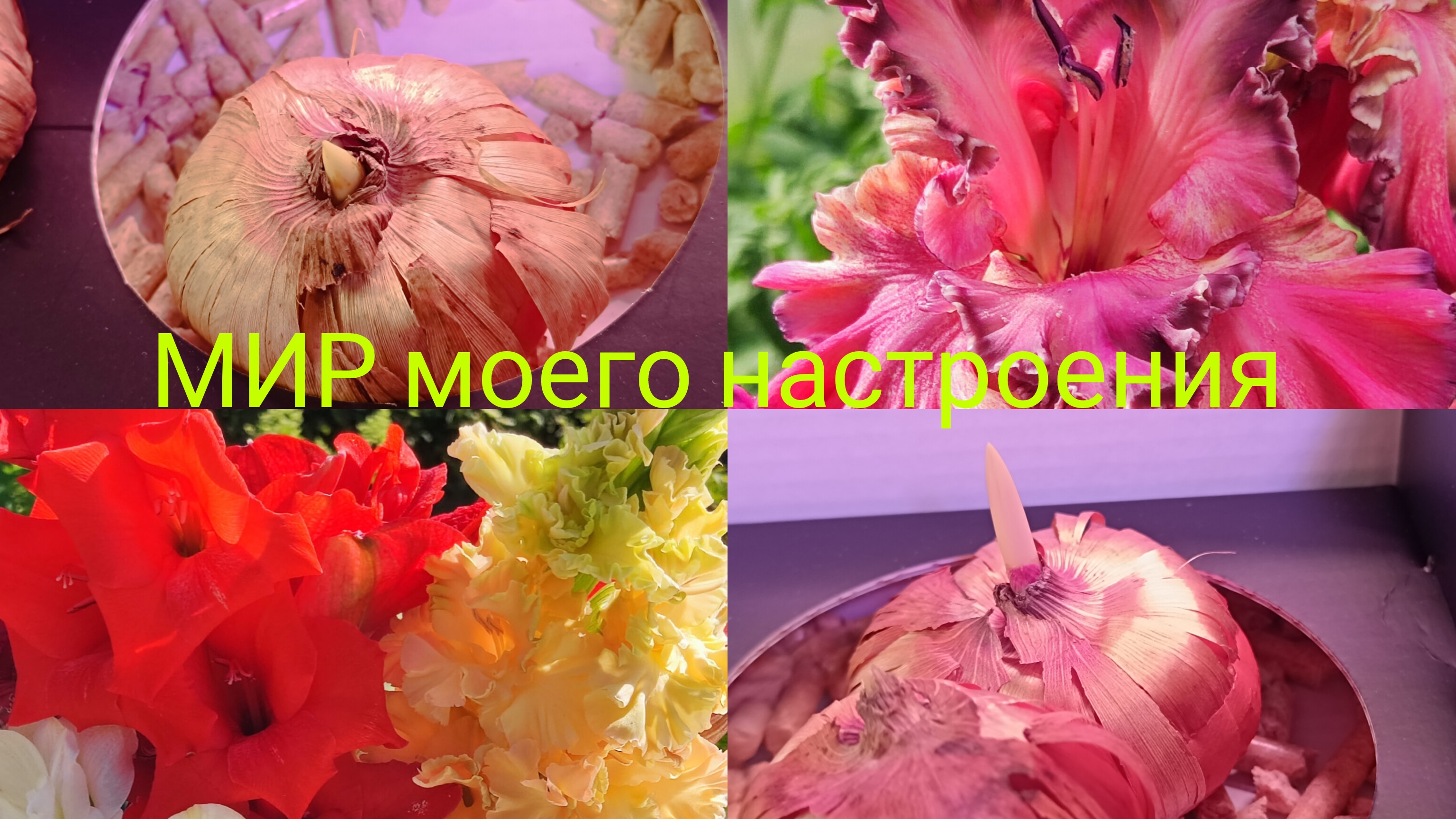 21.03.26 Проверим луковицы Гладиолусов.Купила два новых сорта Гладиолуса.