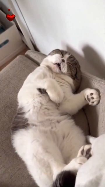 Сонный котик Джо.😻Веселые котики. Коты хулиганы! Невероятные трюки! #кот #хулиган #трюк #смех #shor