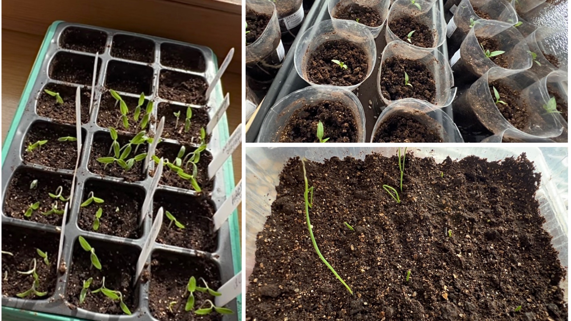 21 марта. Что с рассадой! Учусь на своих ошибках. Сводки с подоконника.