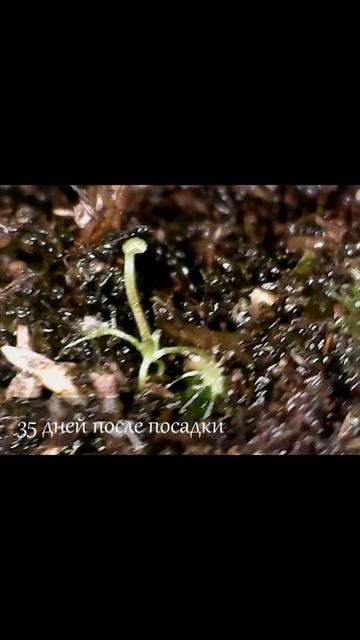 Эксперимент 2.1. Binata multifida, 35 дней после посадки