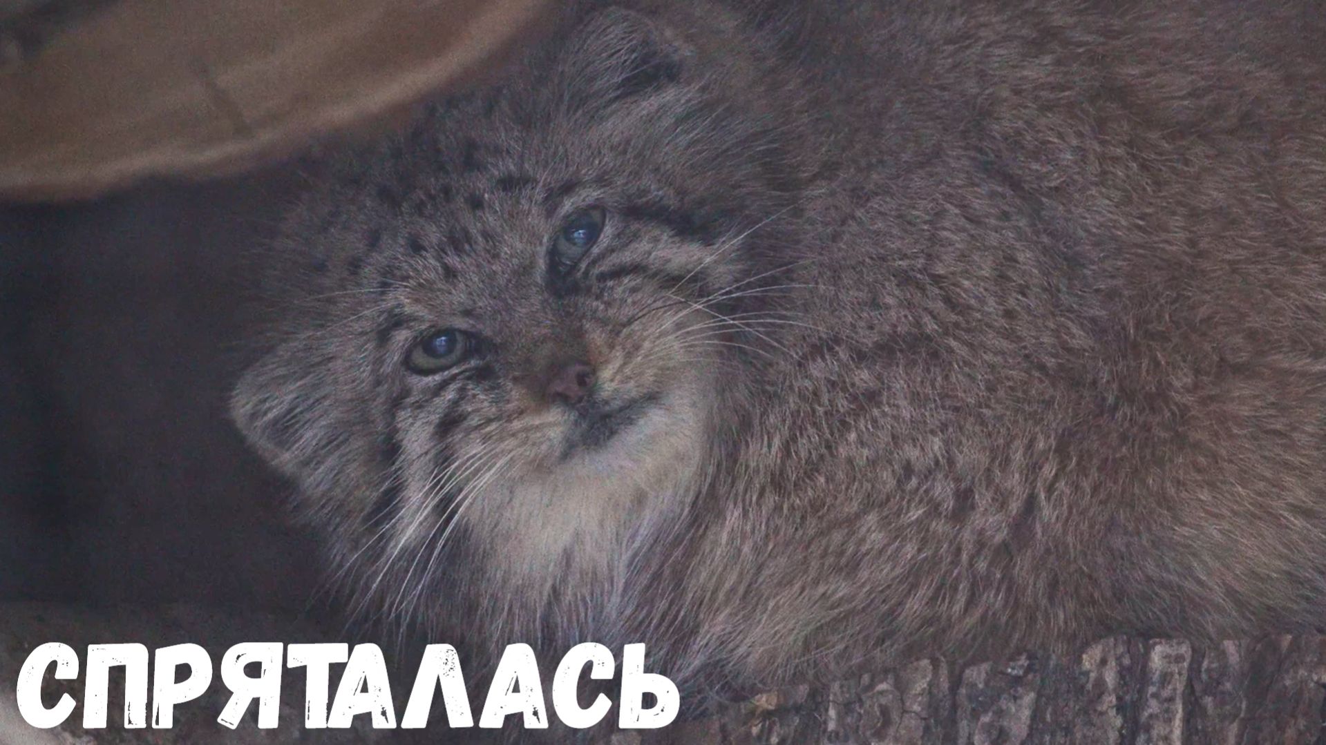 Манул Намика спряталась от ненастья. Ленинградский зоопарк