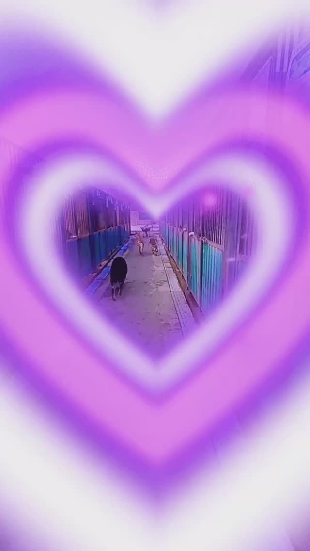 Гулять-гулять-гулять! ❥ Приют в Малинках #приютдляживотных