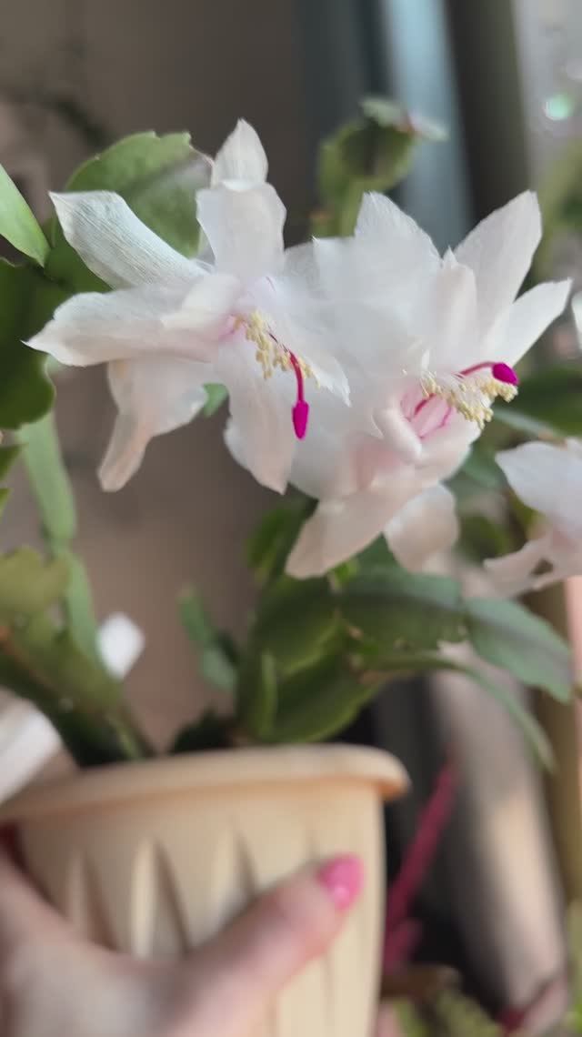 Как заставить цвести декабрист? (декабрист уход в домашних)