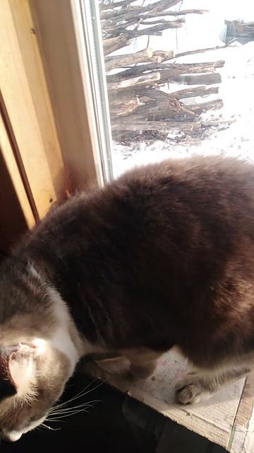 ✔Прищемили хвост😾✔