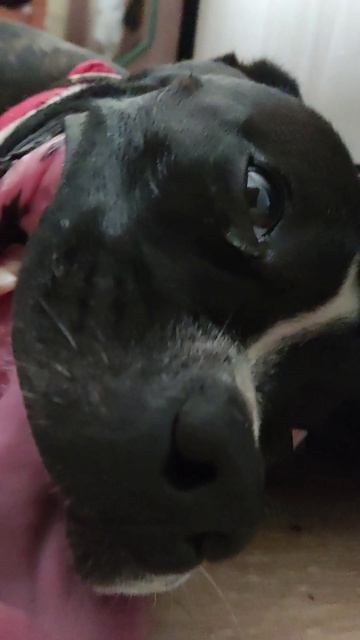 Я играю в паровоз 🚂🐶