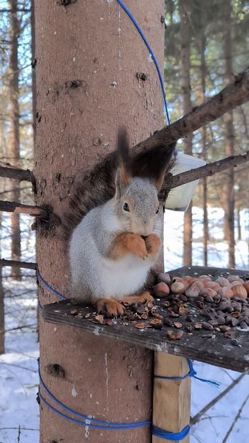 Белки в ельнике