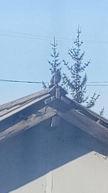 голубь на коньке крыши