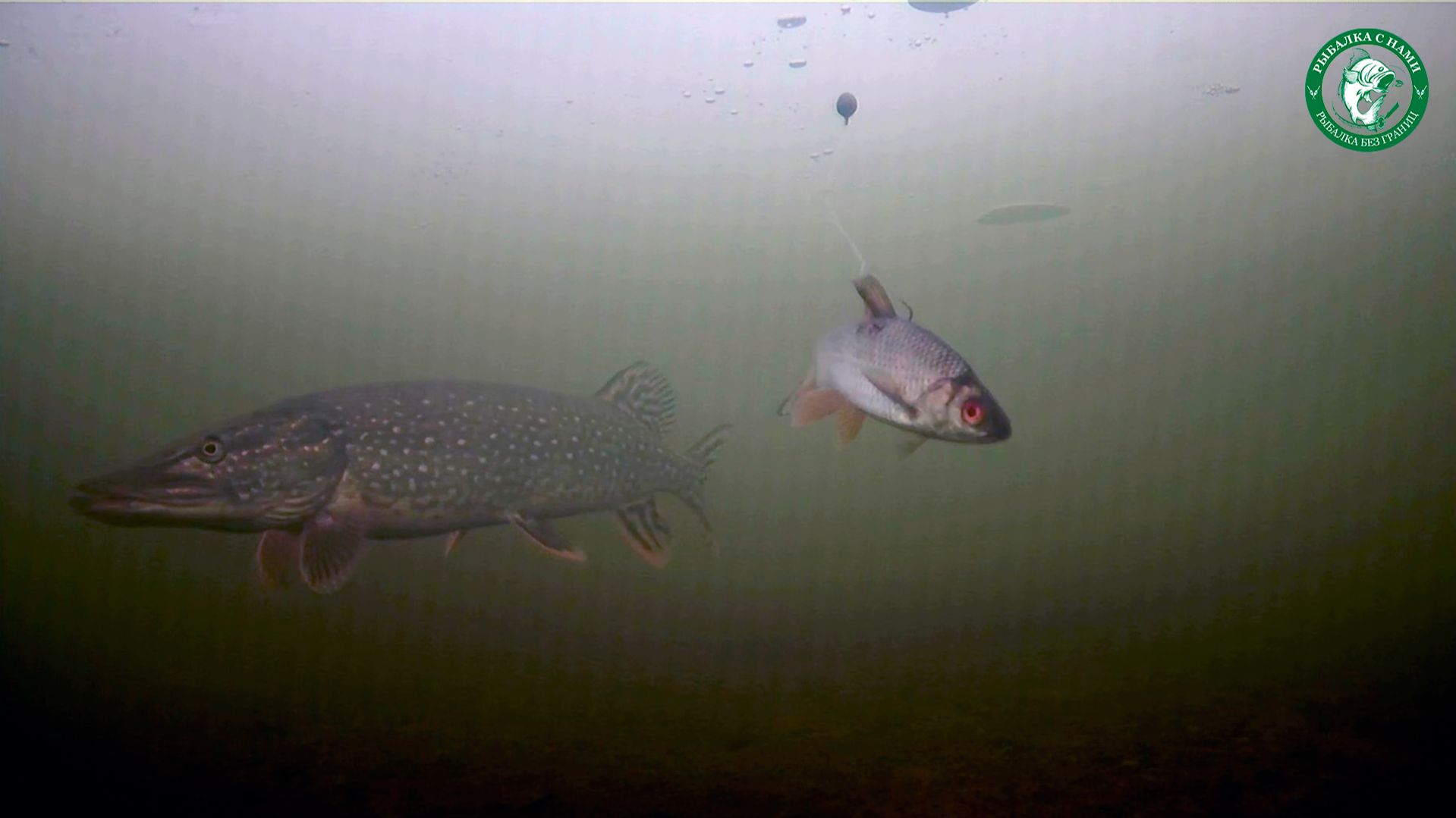 УНИКАЛЬНЫЕ КАДРЫ, АТАКА ЖИВЦА НА ЩУКУ, ДА, ДА ВЫ НЕ ОСЛУШАЛИСЬ! ПОДВОДНЫЕ СЪЁМКИ! ТАНЦЫ С БУБНАМИ!