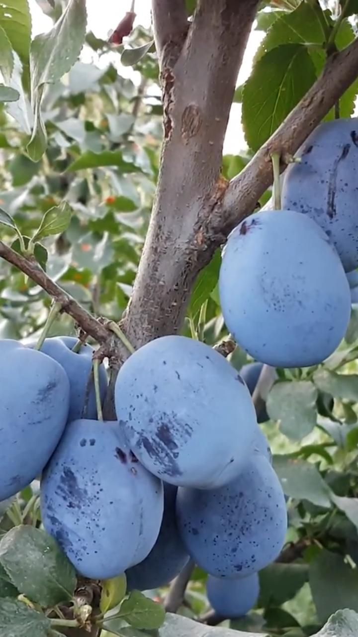 Слива Стенлей Скороплодная Ростов-на-Дону