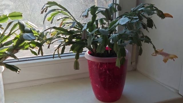 22-03-2026.Рассада..фиалки..декабристы и гиппеаструмы🫣