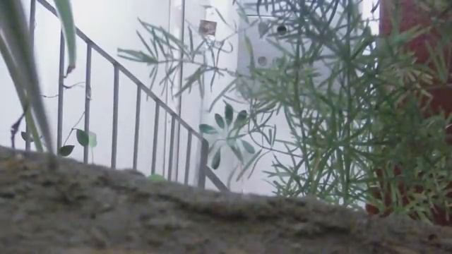 Курьерский парад у Артемыча (ВИДЕО ПОХОД) (360p)