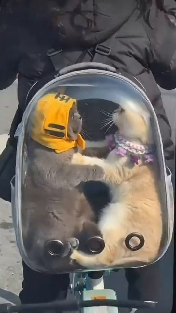 С милым рай в шалаше