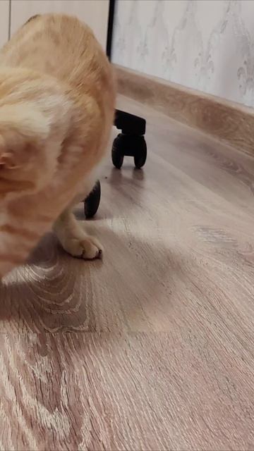 Котенок нападает. Кошки