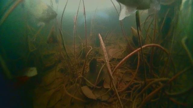 Пруд в январе