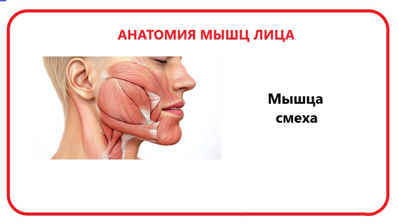 Мышца смеха