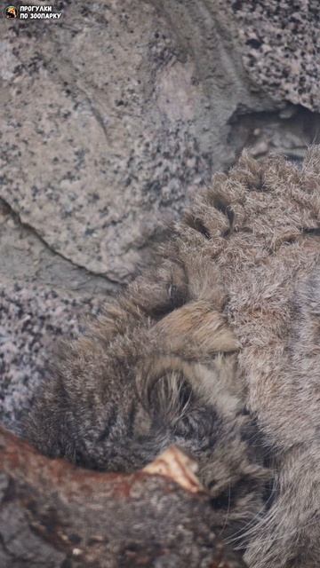 Манул Свэн начал снимать зимнюю шубу. Ленинградский зоопарк