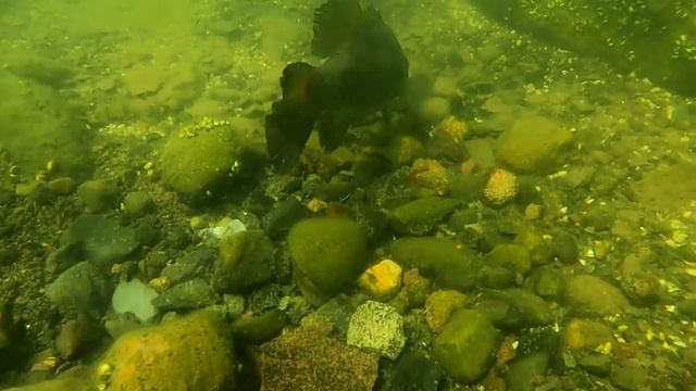 Безынерционная катушка для спиннинга   SHIMANO VANFORD