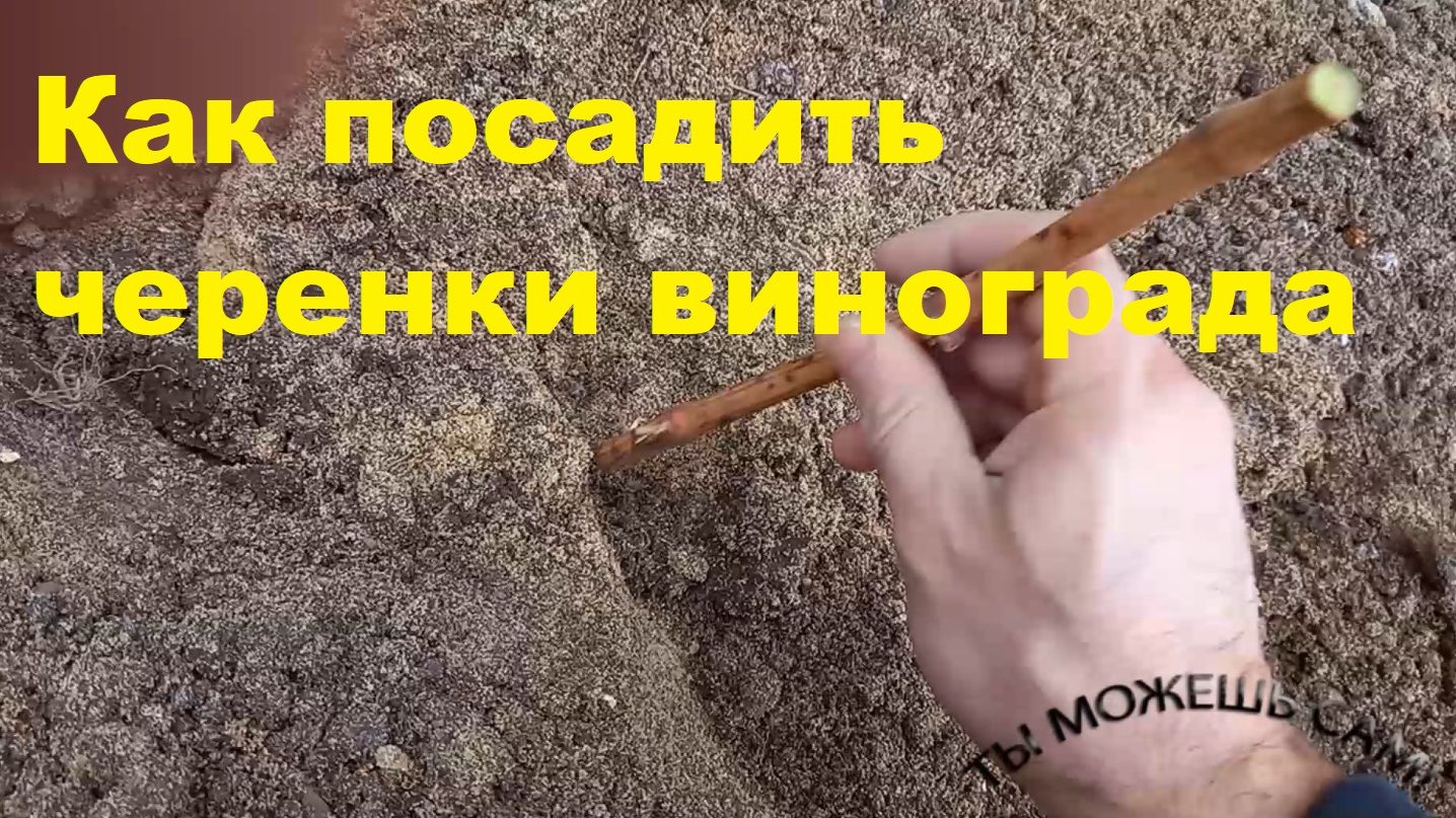 Как посадить черенки винограда
