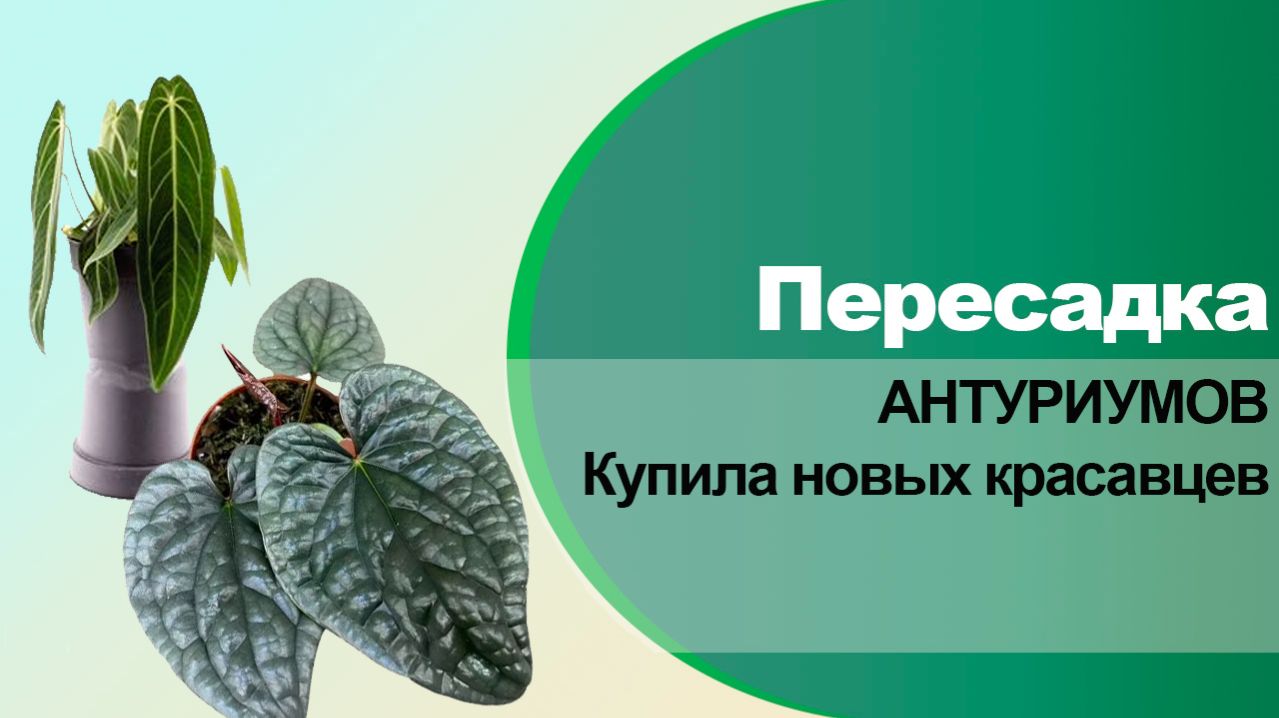 Пересадка антуриумов люксурианс и варокеанум. Пересадка растений после покупки.
