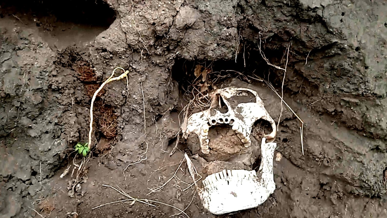 С золотыми зубами плаваешь - держи рот на замке!Оба с золотом!