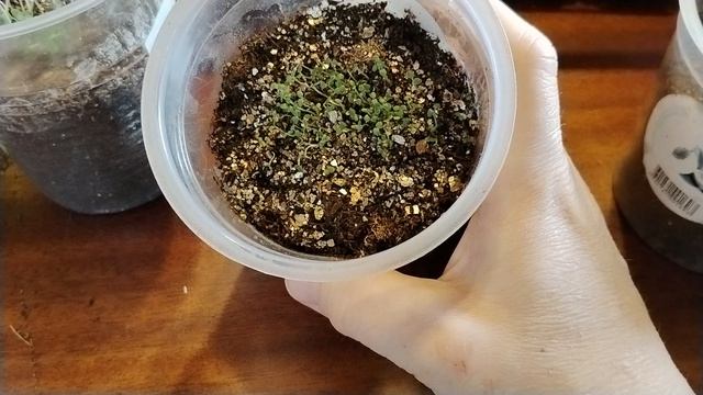 Уход за рассадой цветов