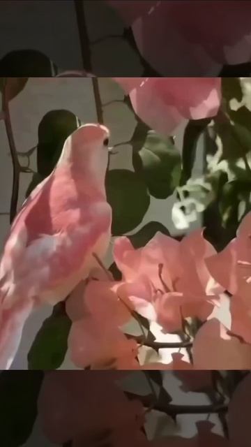 Идеальное дополнение к цветам