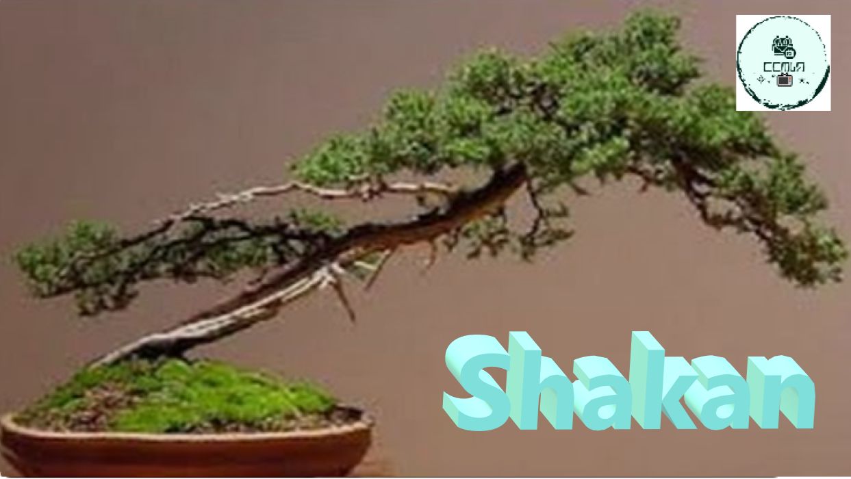 СТИЛЬ БОНСАЙ Шакан Shakan