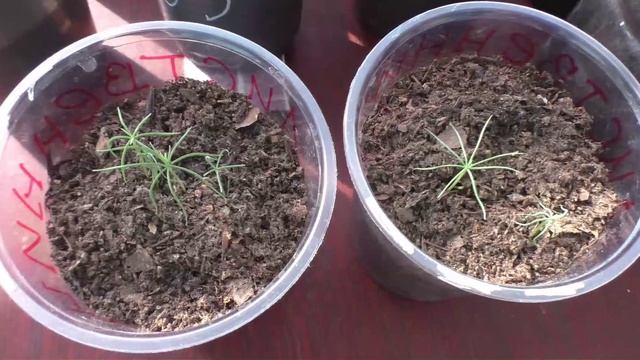 Лиственница из семян подрастает