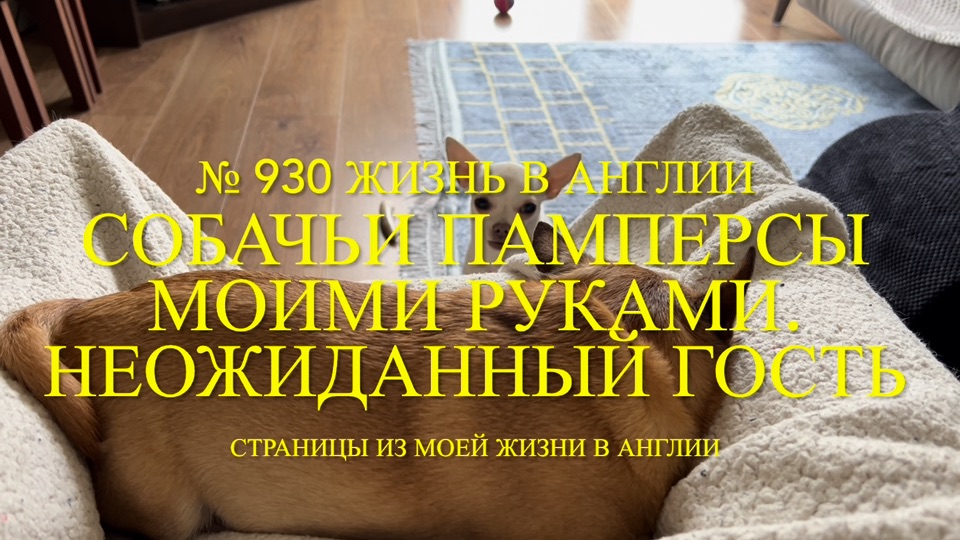 СОБАЧЬИ памперсы моими руками. Неожиданный гость. № 930 Жизнь в Англии