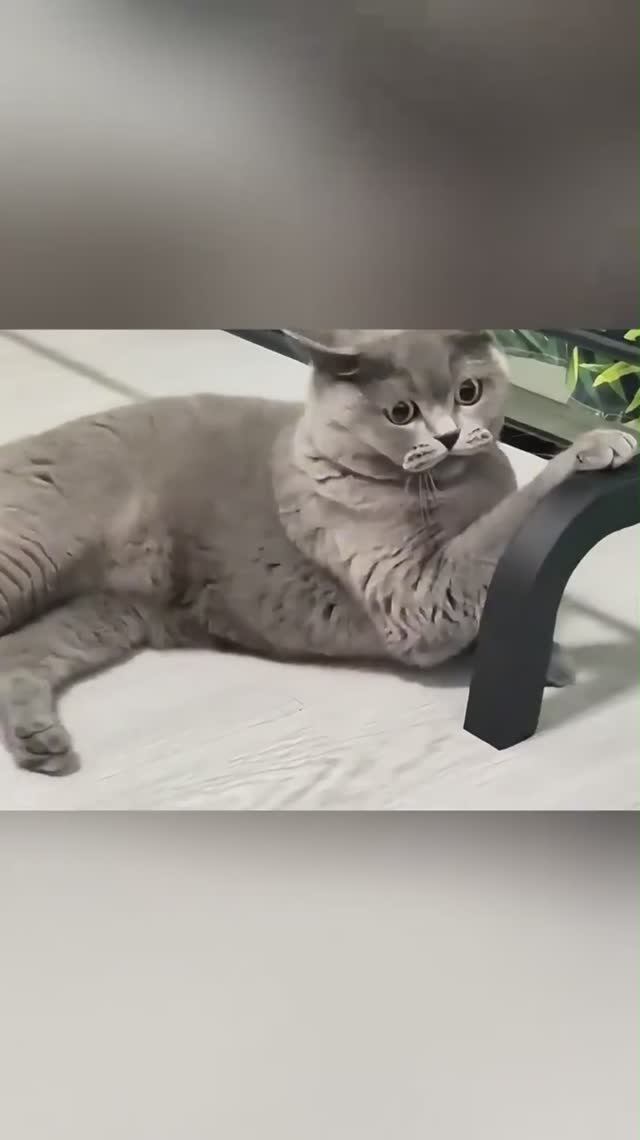 кошачий беспредел