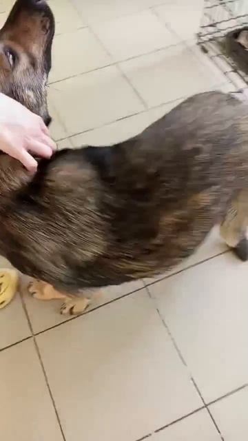 Радость Баксику : хозяйка приехала в клинику, навестила питомца.