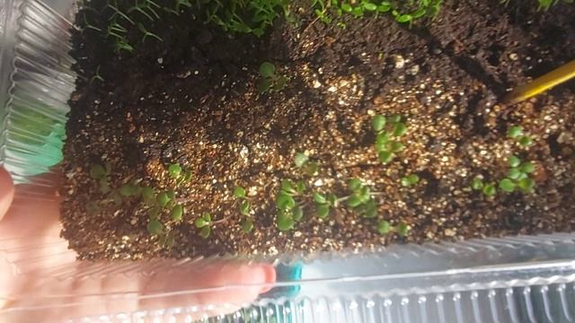 Первая рассада нового сезона 2026