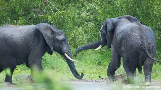 #Коран#АльБакъара#СамыеКрасивыеМеста#Relaxation##Islam#Quran#AlBaqarah'#Minshawiy #4кВидео#39часть#