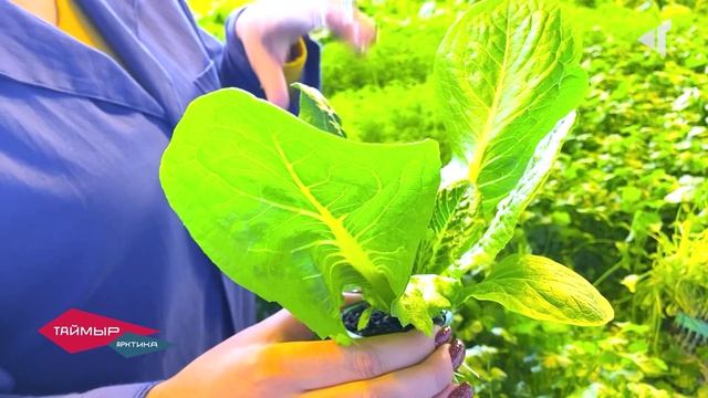 Грани туризма: озеленяйтесь на здоровье