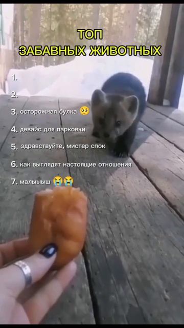 ТОП ЗАБАВНЫХ ЖИВОТНЫХ #мемы