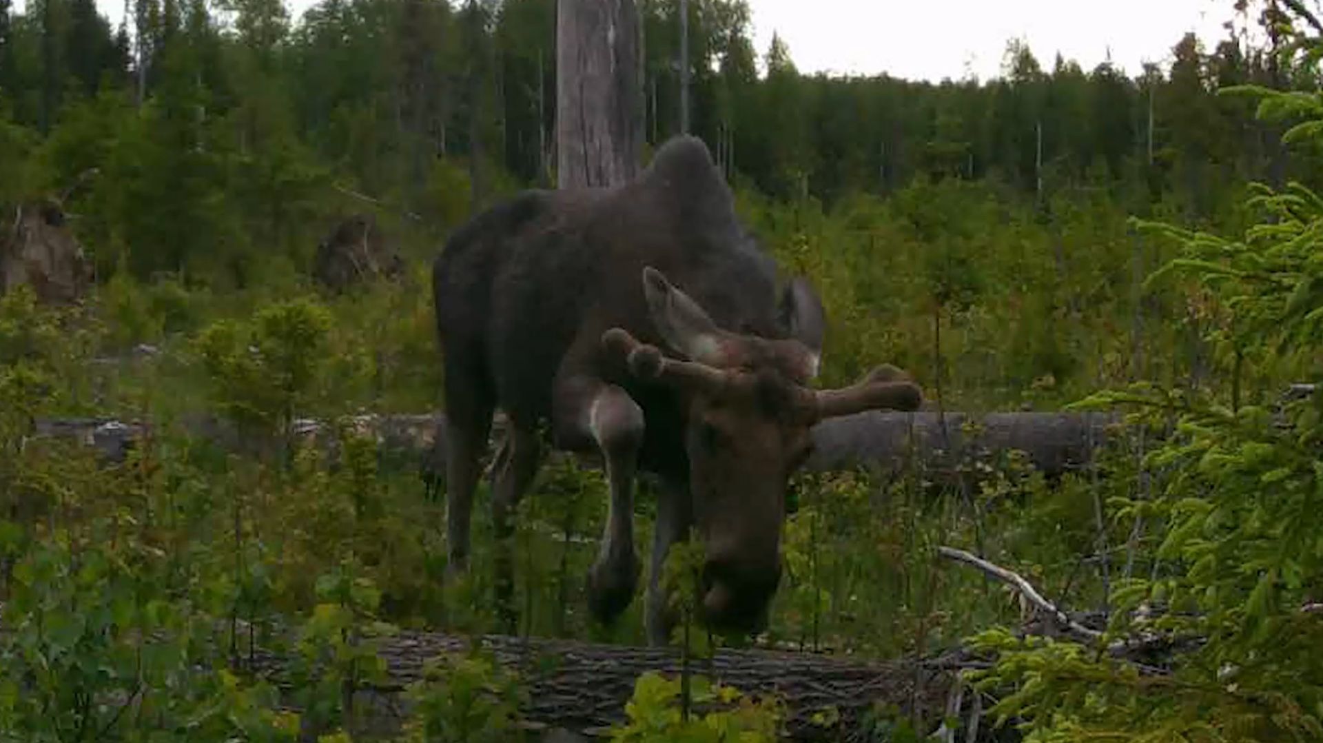Лось ест побеги на солонце. Красота и сила дикого исполина