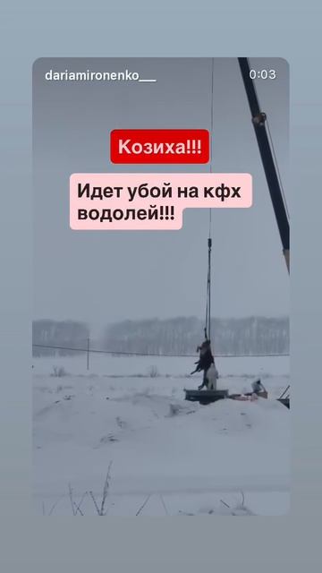 Село Козиха. КФХ Водолей. Убой скота по приказу губера
