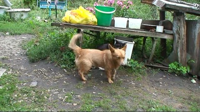 Филька и Рыжик.