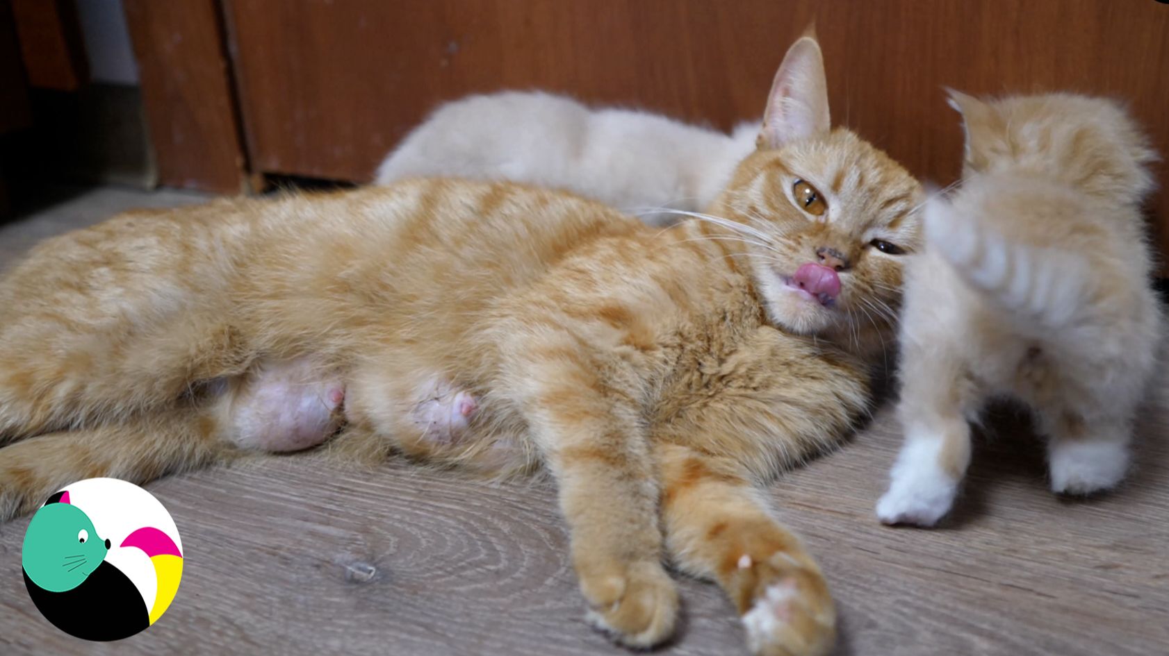 Три котенка и мама-кошка