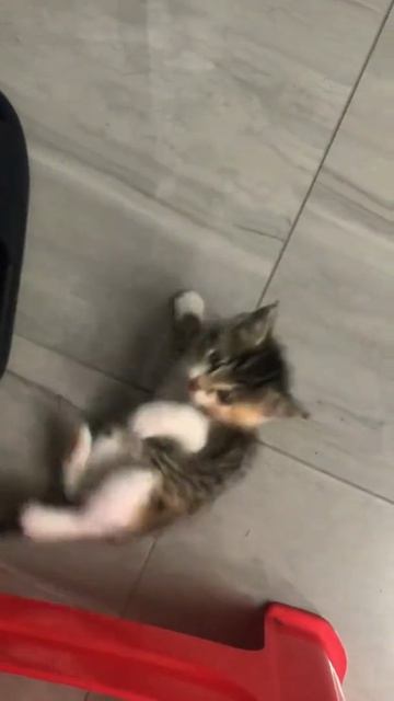 🐱 Милые котики в действии! 😸