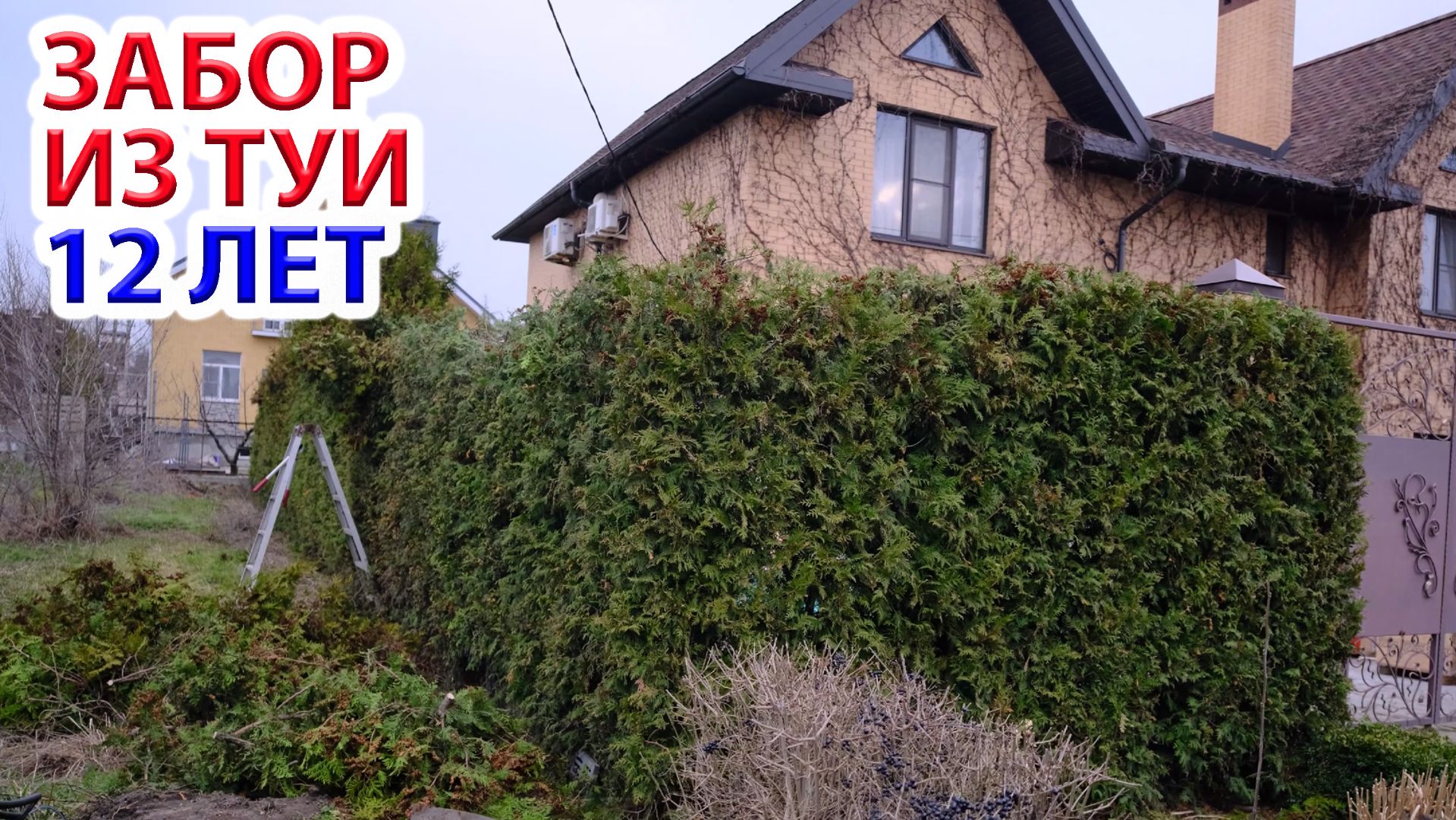 Туя для живой изгороди 12 лет  - результат