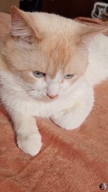 Кототерапия в гостях