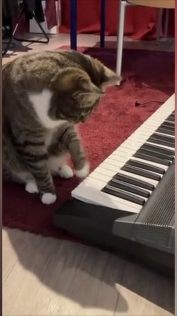 Смешные коты #115-9