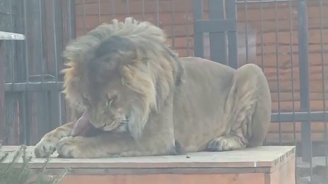 19.03.26г.Пока Шерхан ужинал обедом,Киара ждала в окошка