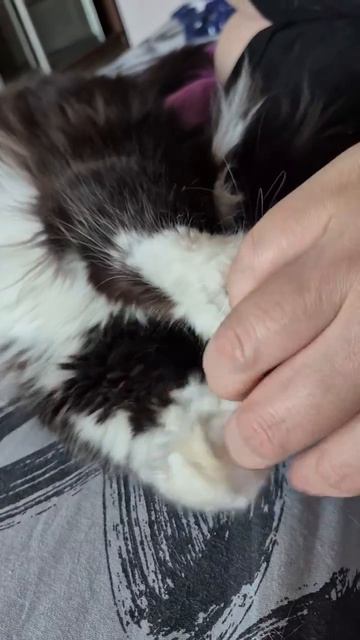 СИЛЬВЕСТР ИГРАЕТ С ПАЛЬЦАМИ ХОЗЯЙКИ: КОШАЧЬЯ ИГРА КАК ТРЕНИРОВКА ЛОВКОСТИ